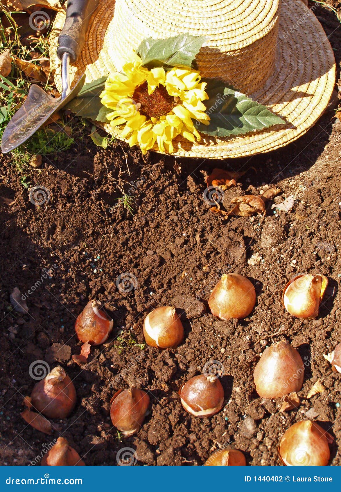 Planting Time stock photo. Image of tulip, gardening, spring - 1440402