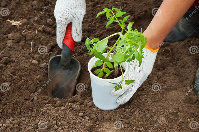 Planting Tomato Seedling in Ground Stock Photo - Image of plant ...
