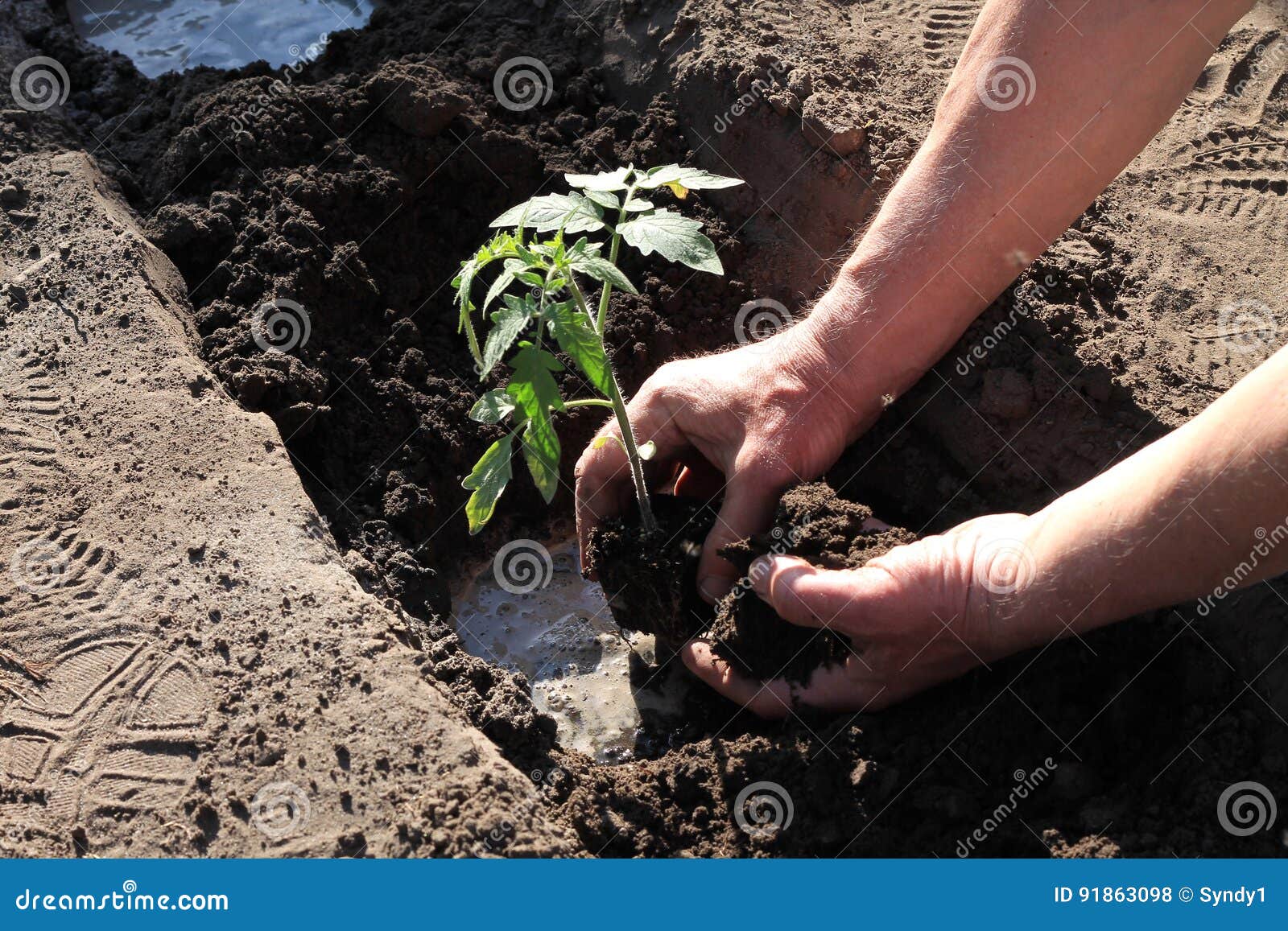 Planting Tomato Seedlings in Hole with Water. Close Up. Stock Photo ... Planting Tomato Seedlings in Hole with Water. Close Up. Stock Photo ...