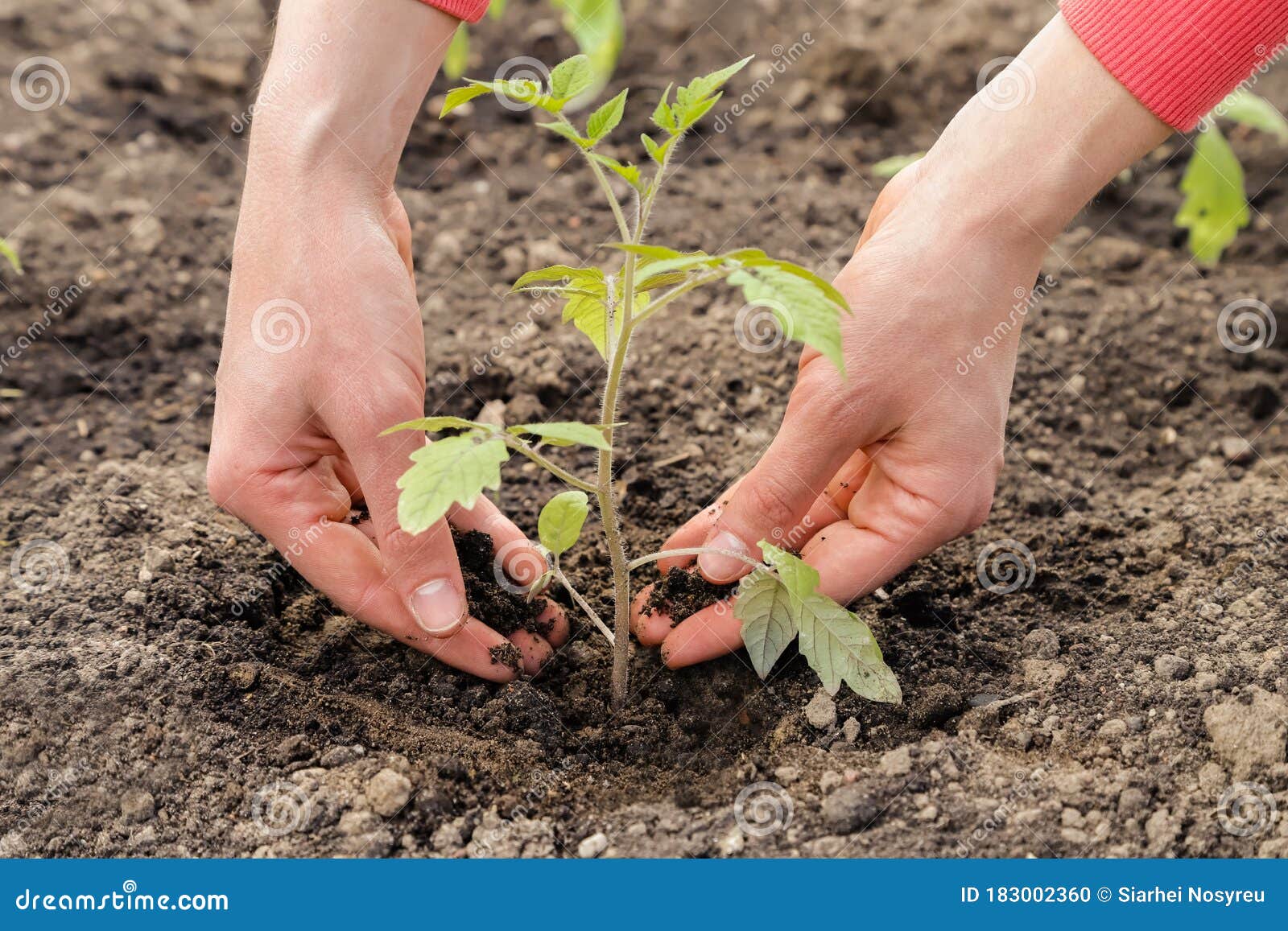 Planting Tomato Sprout in the Ground, Gardening Stock Photo - Image of ...