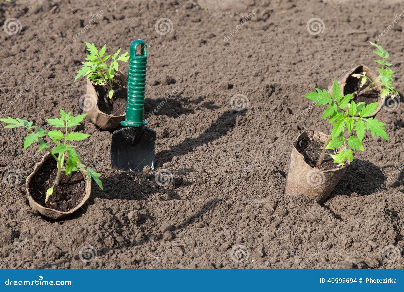 Planting Tomatoes in the Soil Stock Photo - Image of growth, potted ...