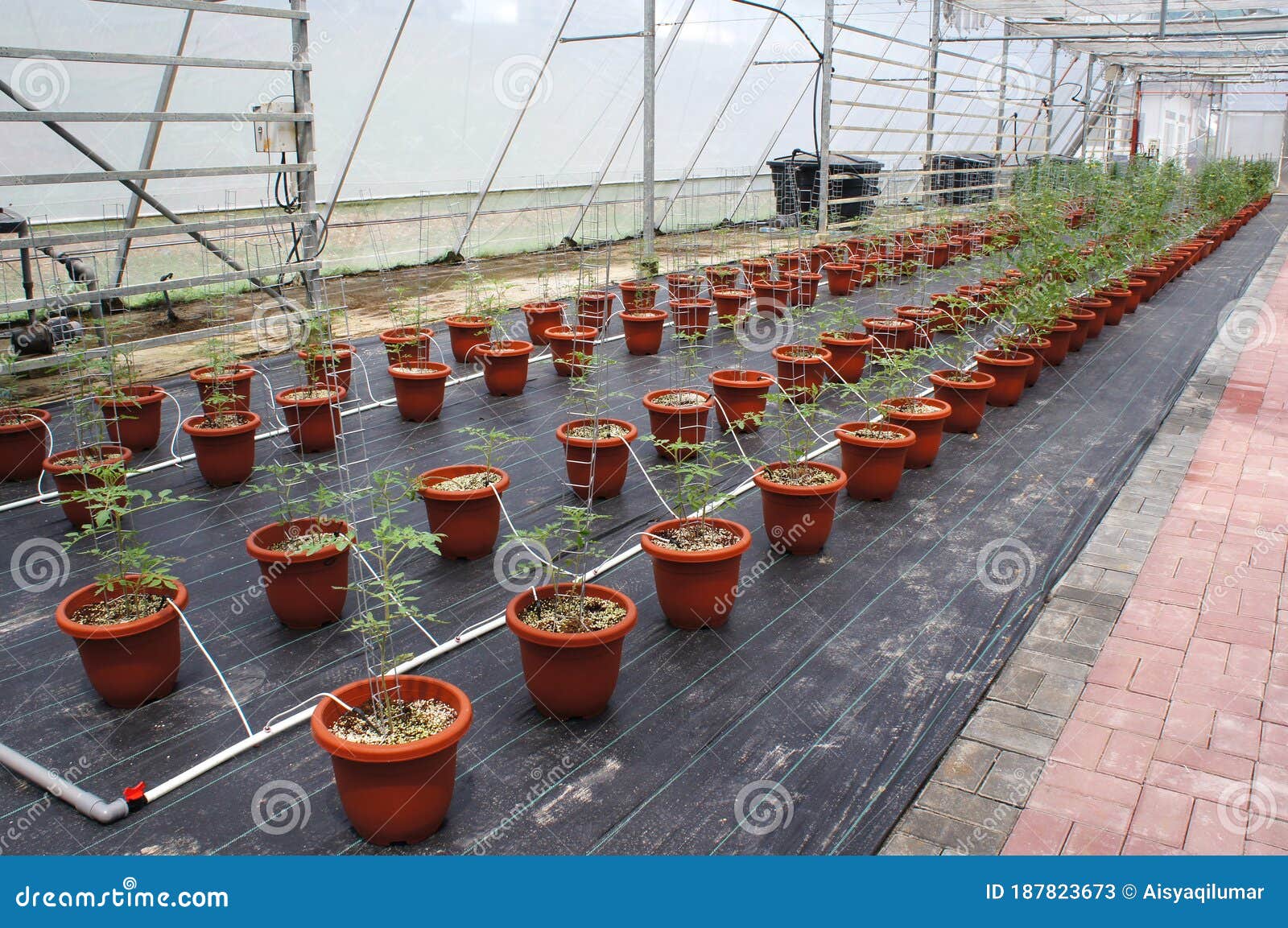 Planting Tomatoes Using Modern Methods. it Was Planted in Pots ...