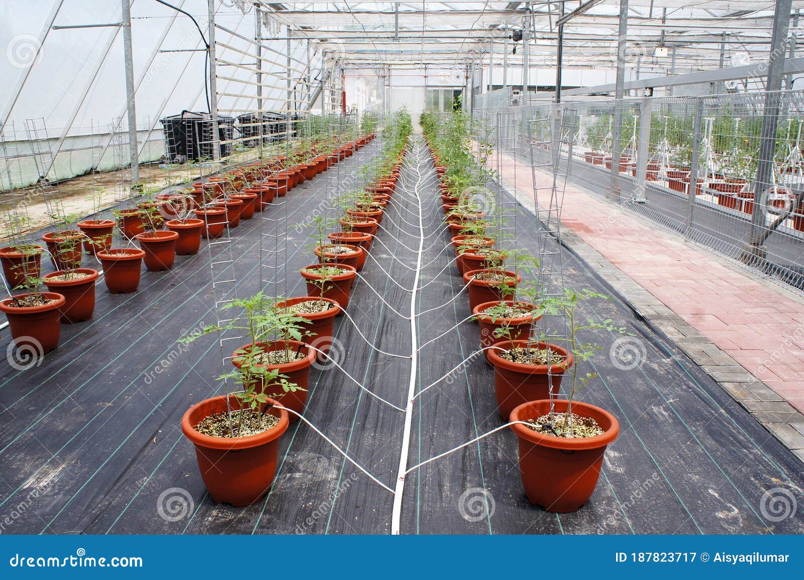 Planting Tomatoes Using Modern Methods. it Was Planted in Pots ...