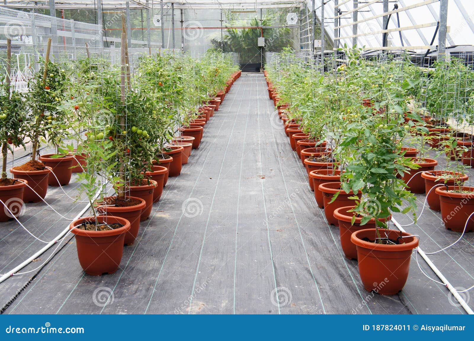 Planting Tomatoes Using Modern Methods. it Was Planted in Pots ...