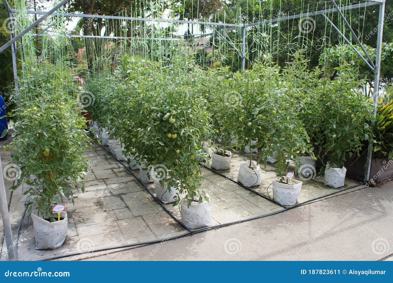 Planting Tomatoes Using Modern Methods. it Was Planted in Pots ...