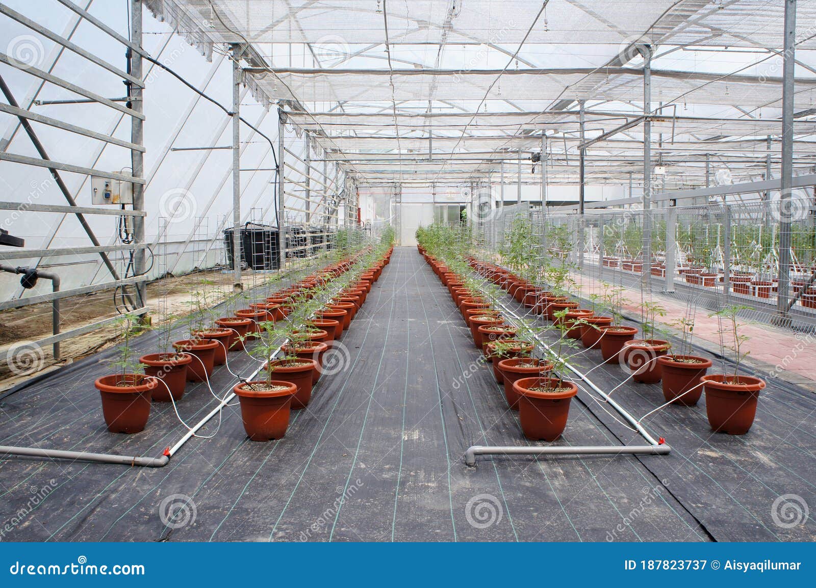 Planting Tomatoes Using Modern Methods. it Was Planted in Pots ...