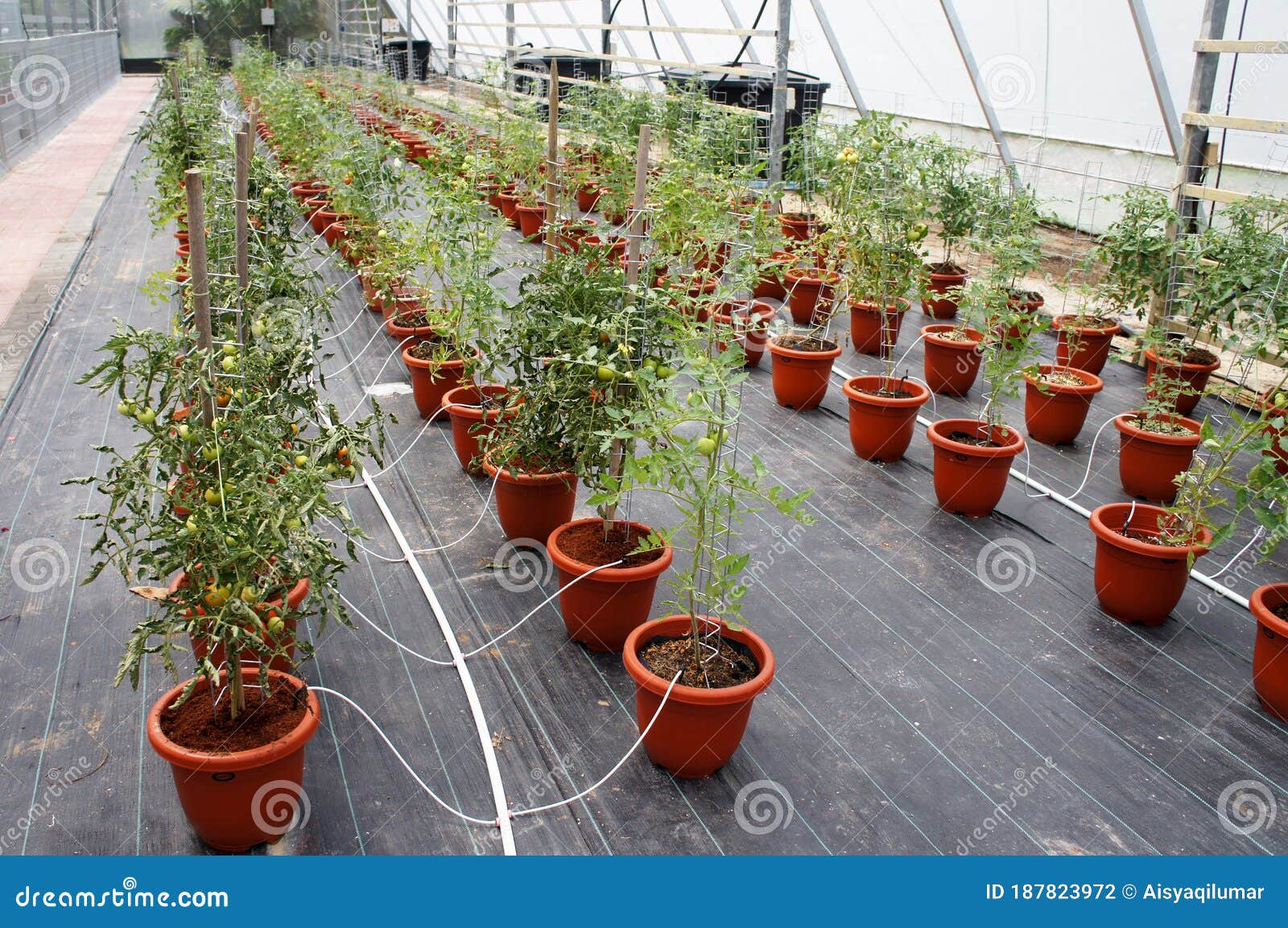 Planting Tomatoes Using Modern Methods. it Was Planted in Pots ...