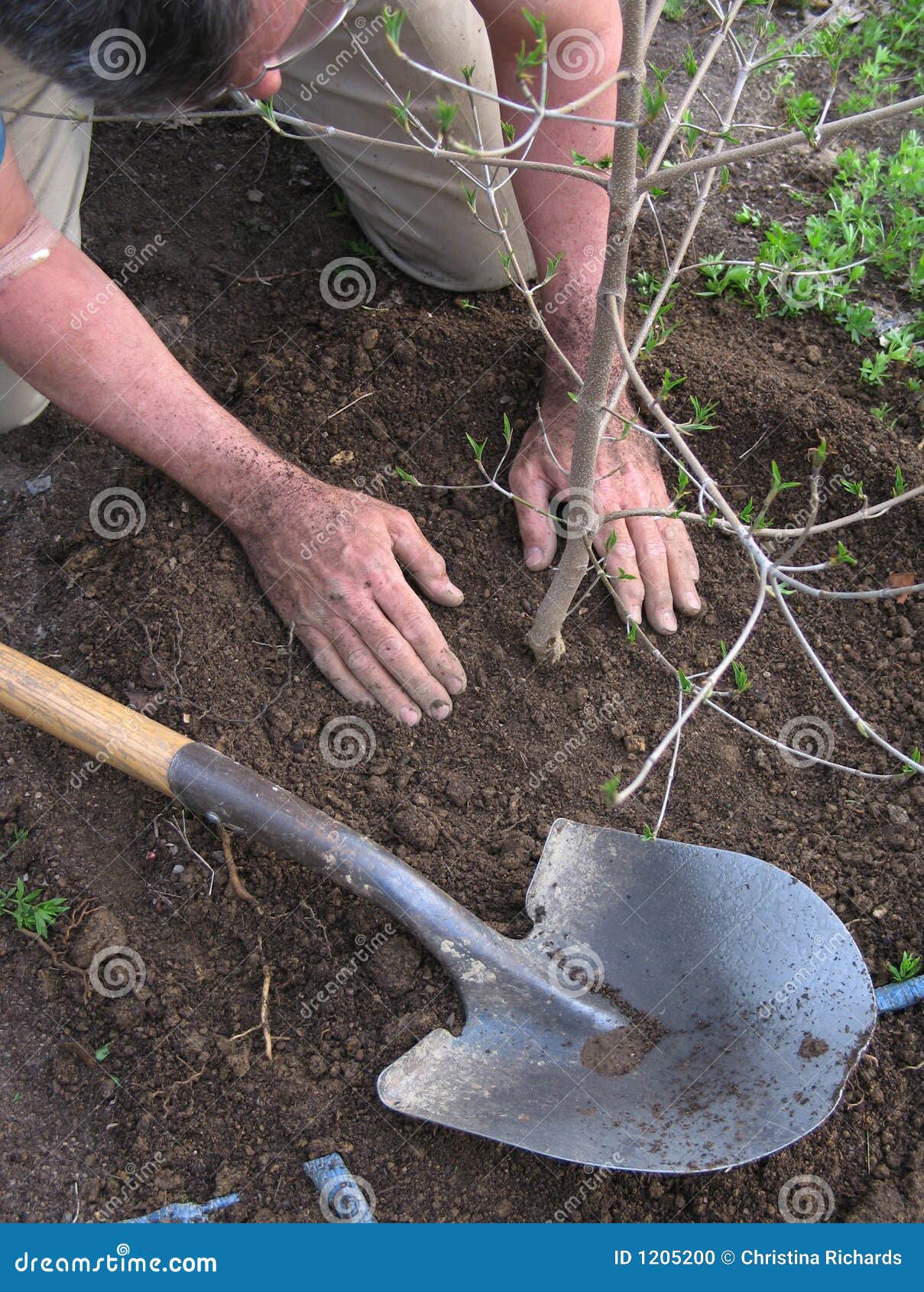 Planting a tree stock photo. Image of agriculture, soil - 1205200