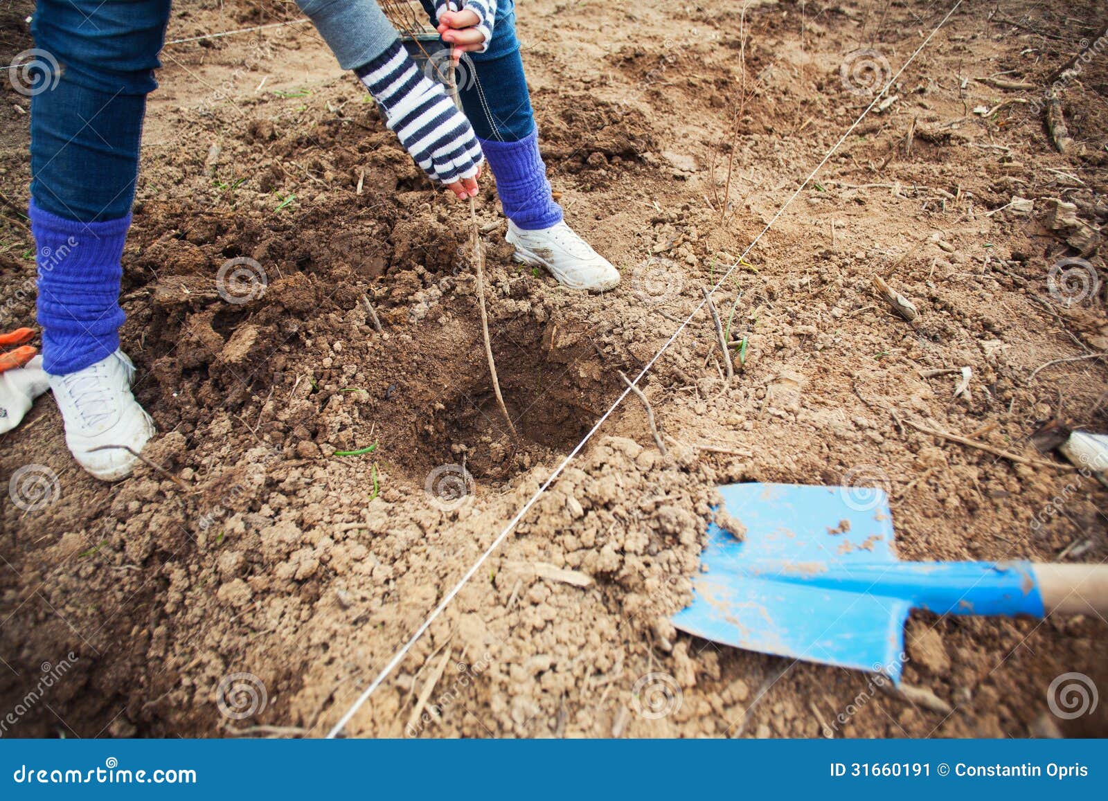 Planting tree on field stock image. Image of ready, nature - 31660191