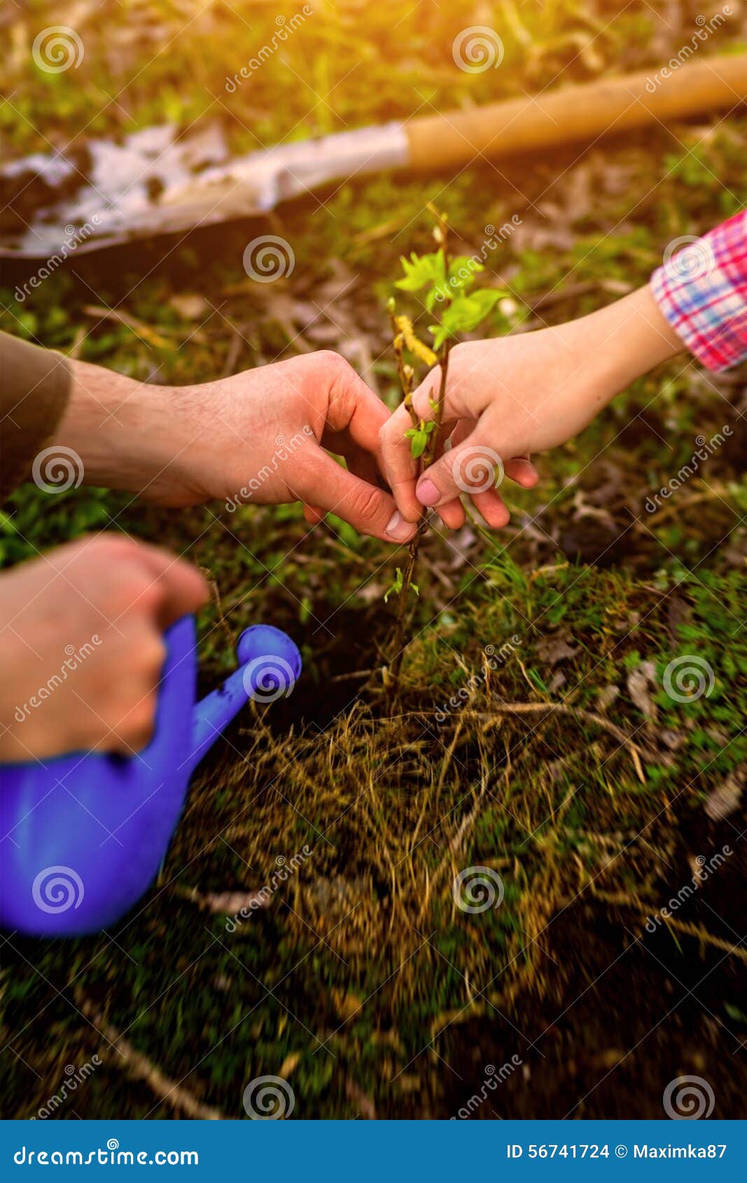 Planting a tree, new life stock photo. Image of handful - 56741724