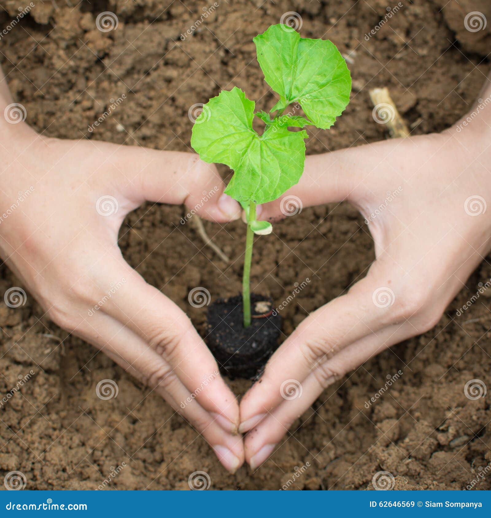 Planting a tree New life. stock image. Image of beautiful - 62646569