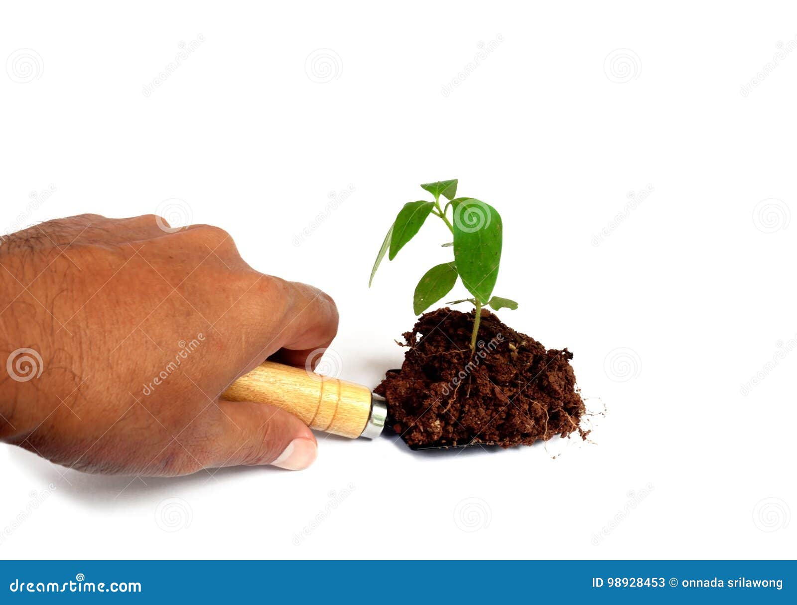 Planting a tree stock image. Image of green, hands, person - 98928453