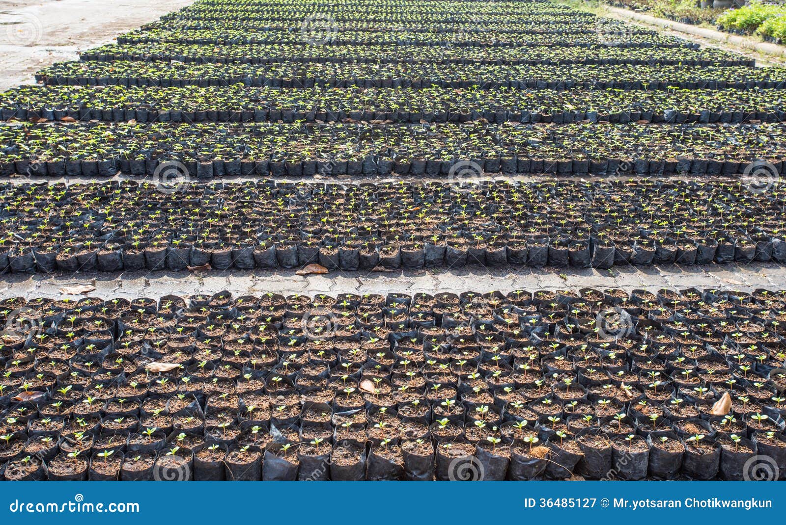 Planting tree in the plot stock image. Image of industry - 36485127