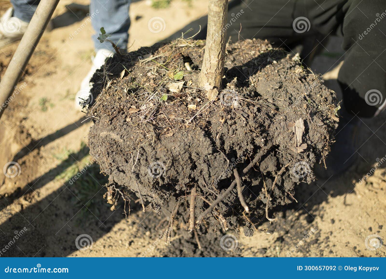 Planting a Tree. a Sapling in the Ground Stock Photo - Image of nature ...
