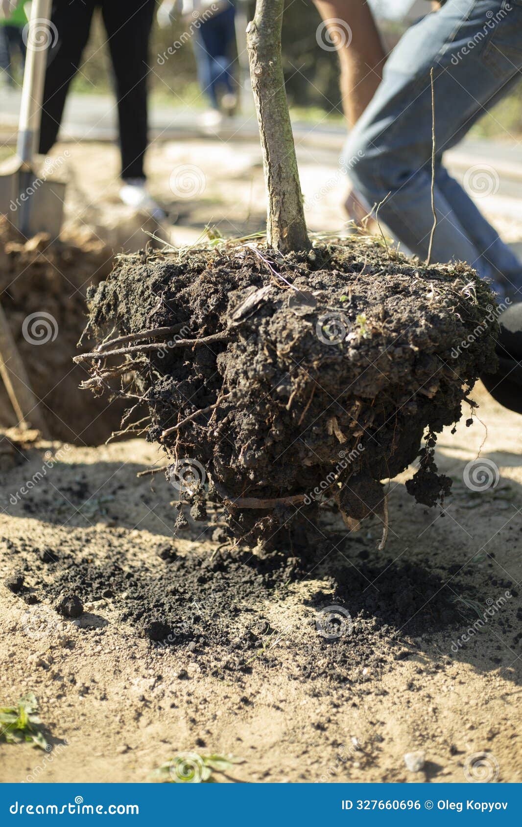 Planting a Tree. a Sapling in the Ground Stock Photo - Image of sapling ...