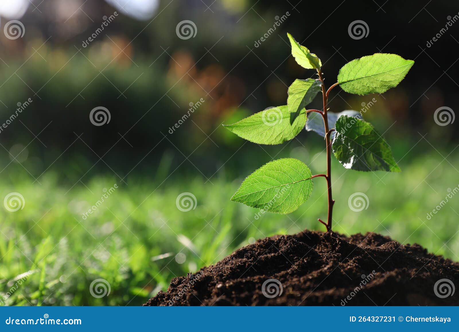 Planting Tree. Seedling Growing in Soil Outdoors, Closeup. Space for ...