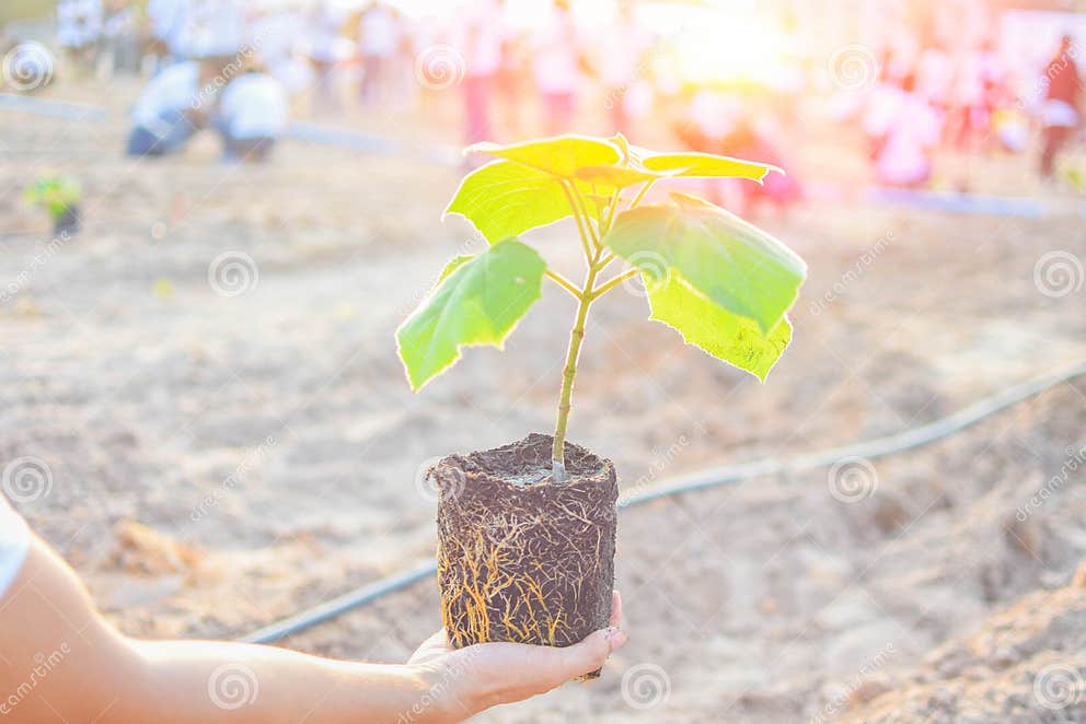 Planting of tree seedlings stock image. Image of outdoors - 154857075