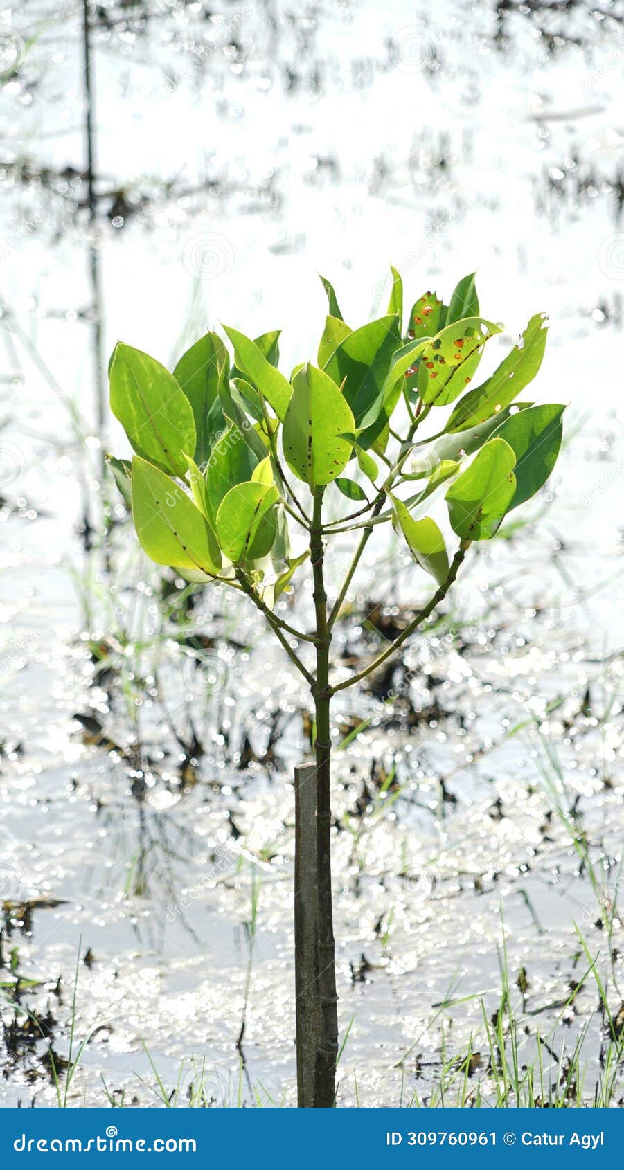 Planting Tree Seedlings stock image. Image of nature - 309760961