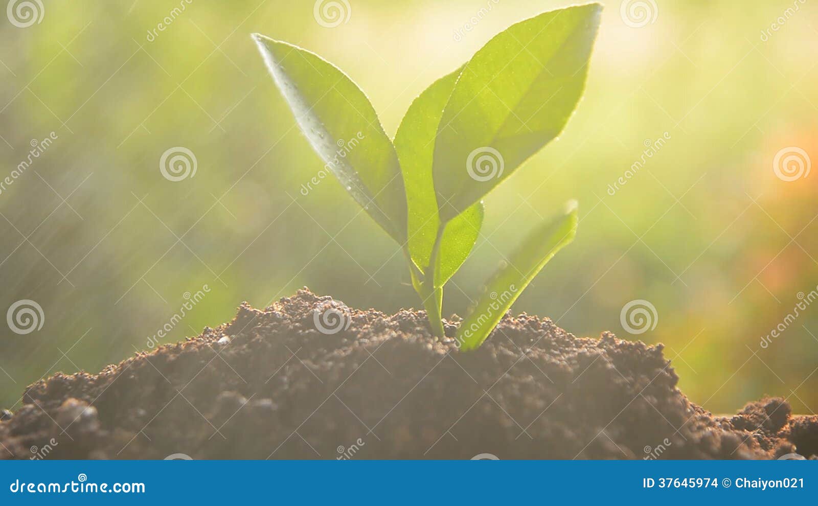 Planting tree sprout stock footage. Video of plant, earth - 37645974