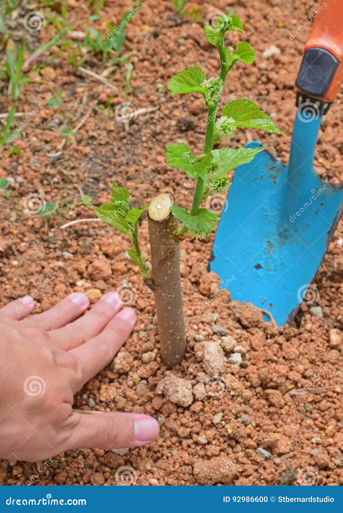 Plant or Planting a Tree To Protect the Environment & Counter Climate ...