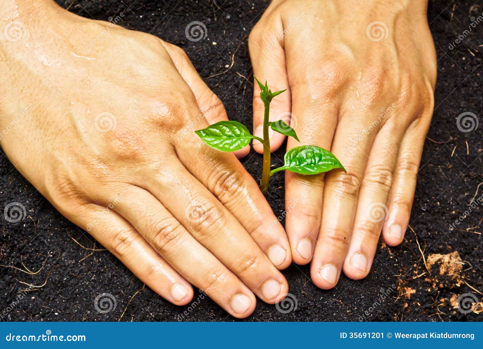 Planting a tree stock image. Image of nature, preservation - 35691201