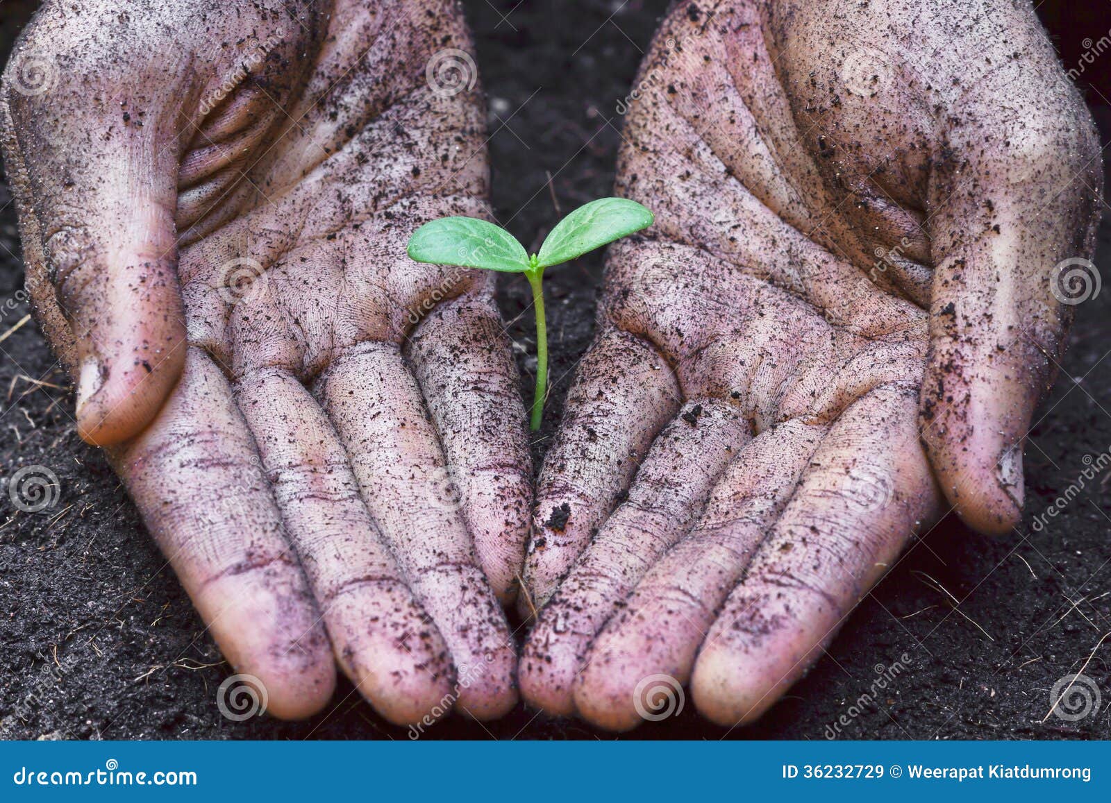 Planting a tree stock image. Image of preservation, nature - 36232729