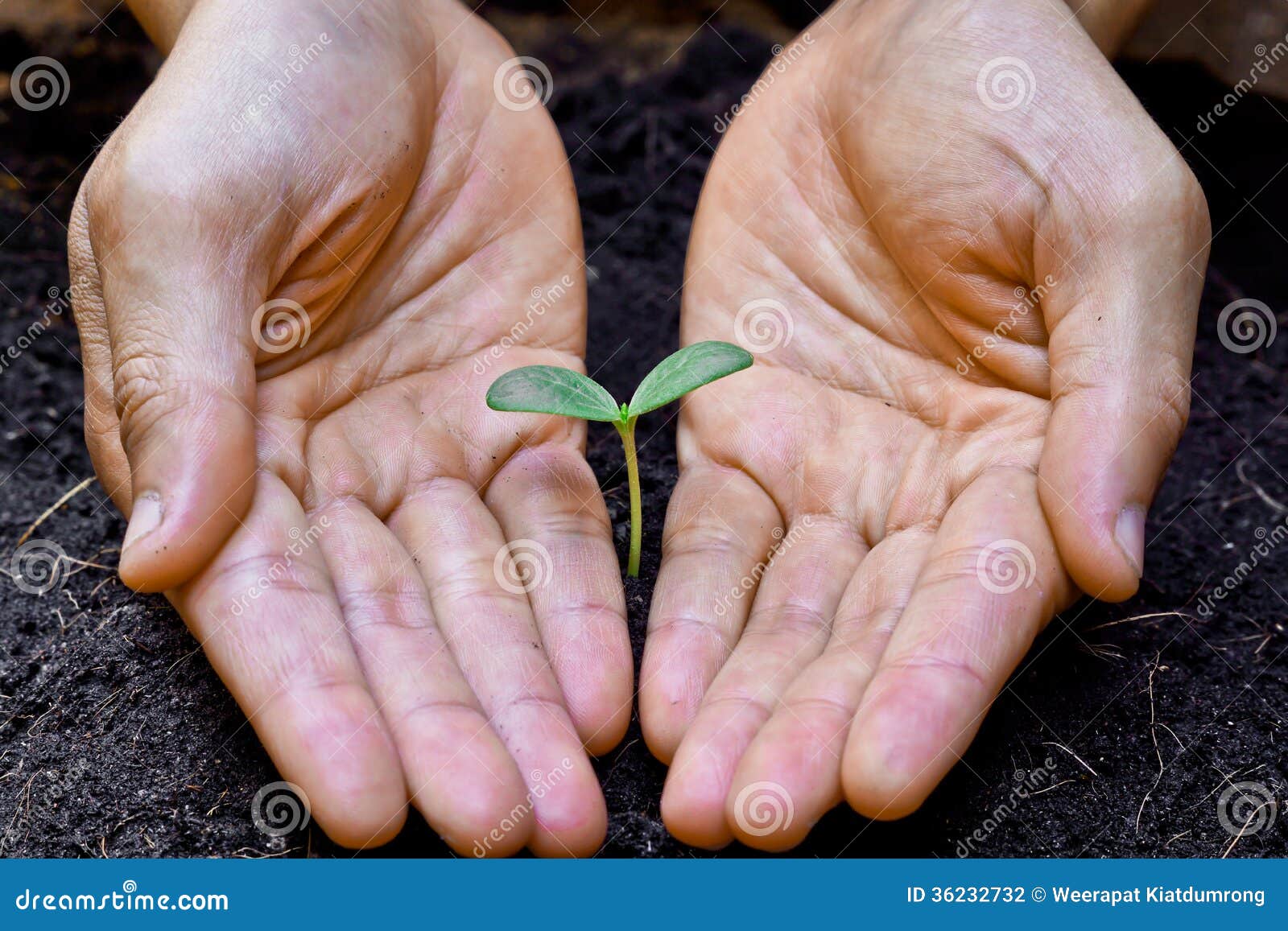Planting a tree stock photo. Image of natural, plant - 36232732
