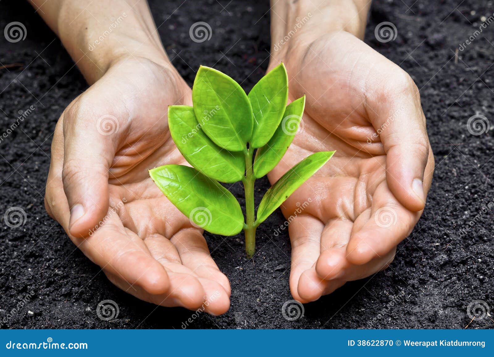 Planting a tree stock photo. Image of outdoors, responsibility - 38622870
