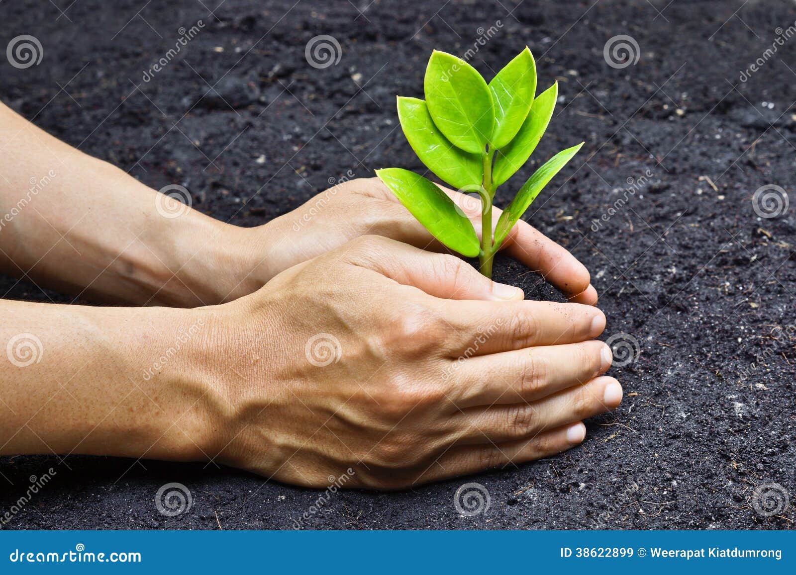 Planting a tree stock image. Image of friendly, background - 38622899