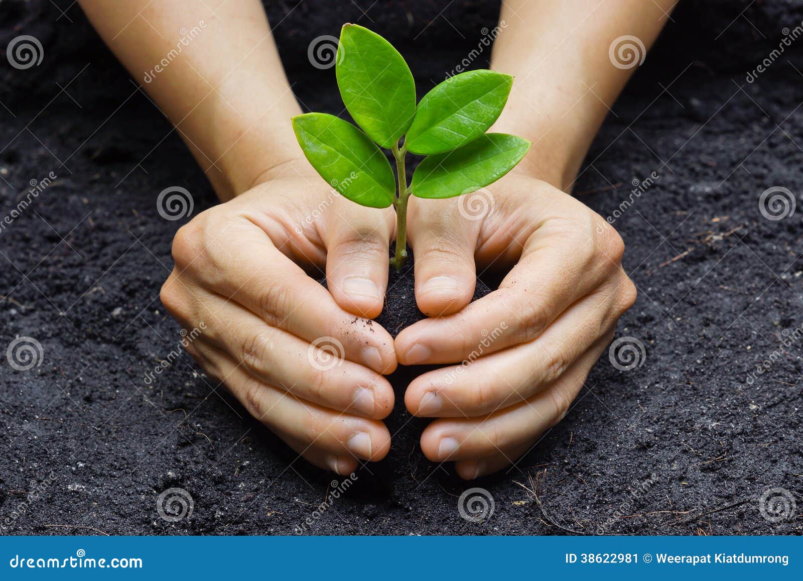 Planting a tree stock image. Image of plantation, love - 38622981
