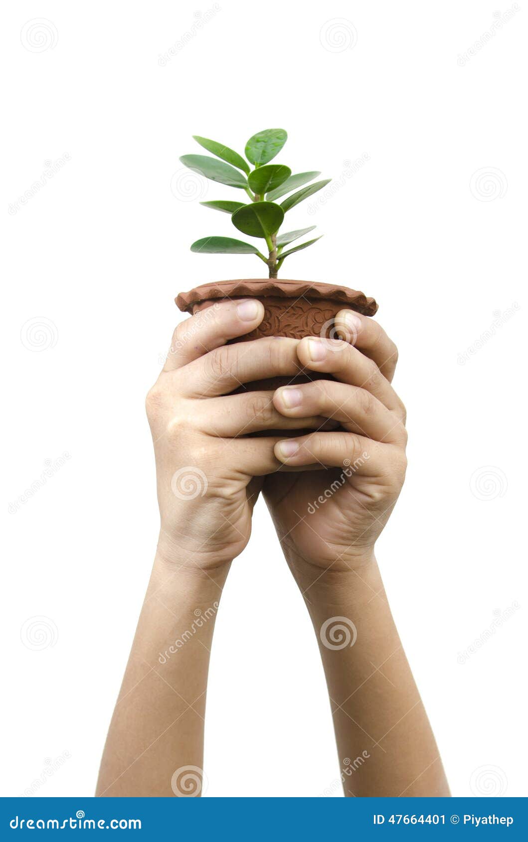 Planting tree stock image. Image of hands, forestation - 47664401