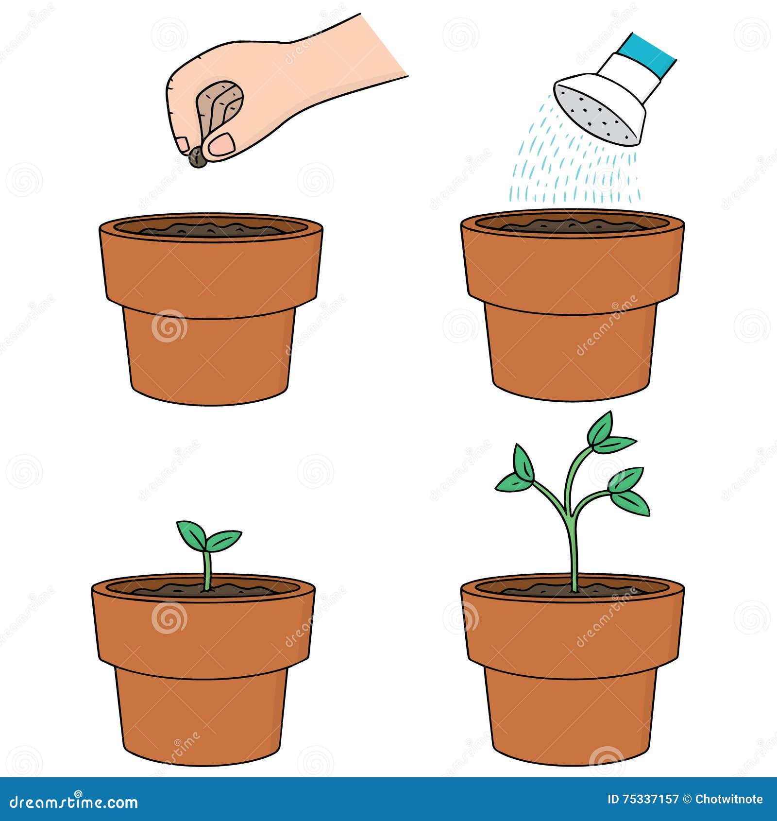 Cartoon Process Of Planting And Growing The Flower. | CartoonDealer.com ...