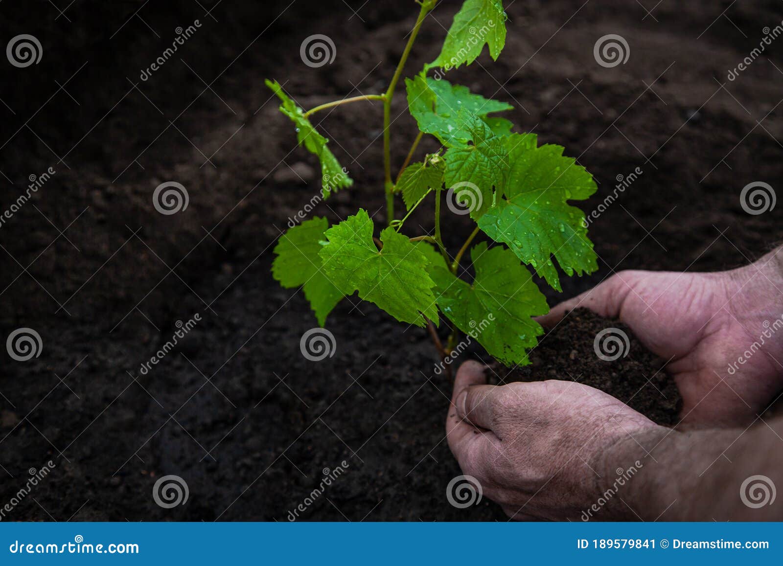 Planting a Young Grape Tree in the Ground Stock Image - Image of ...