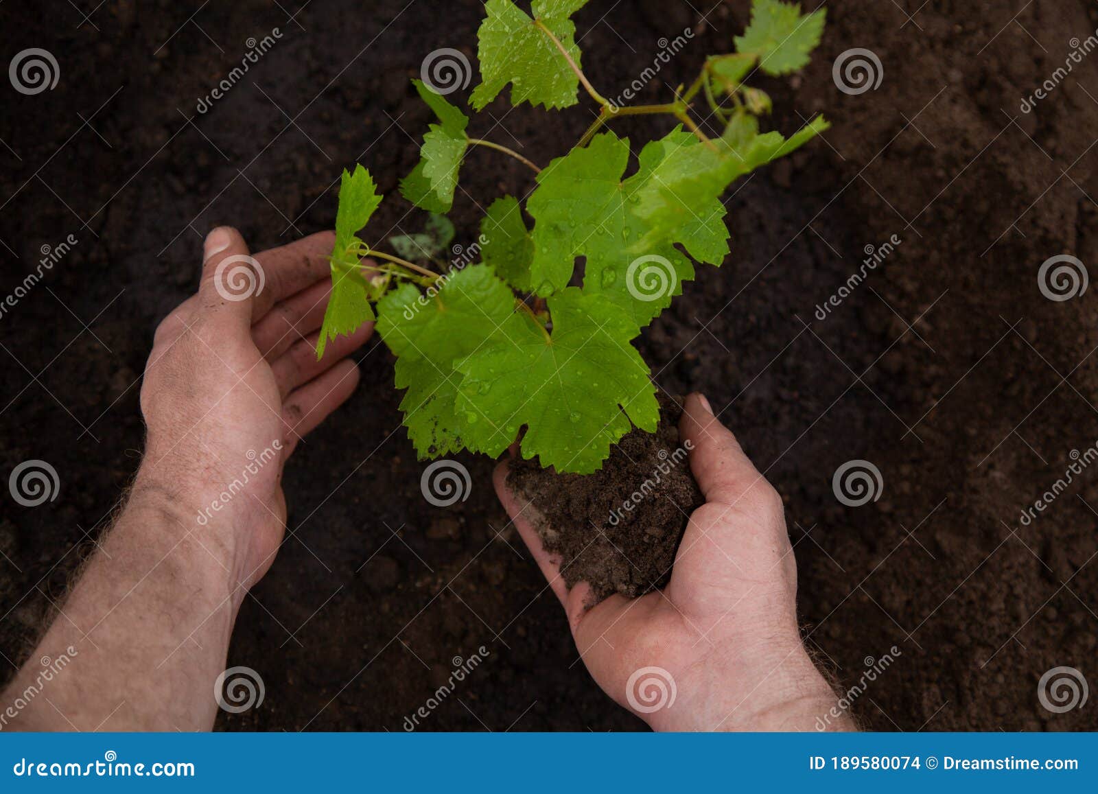 Planting a Young Grape Tree Stock Photo - Image of plant, greenhouse ...