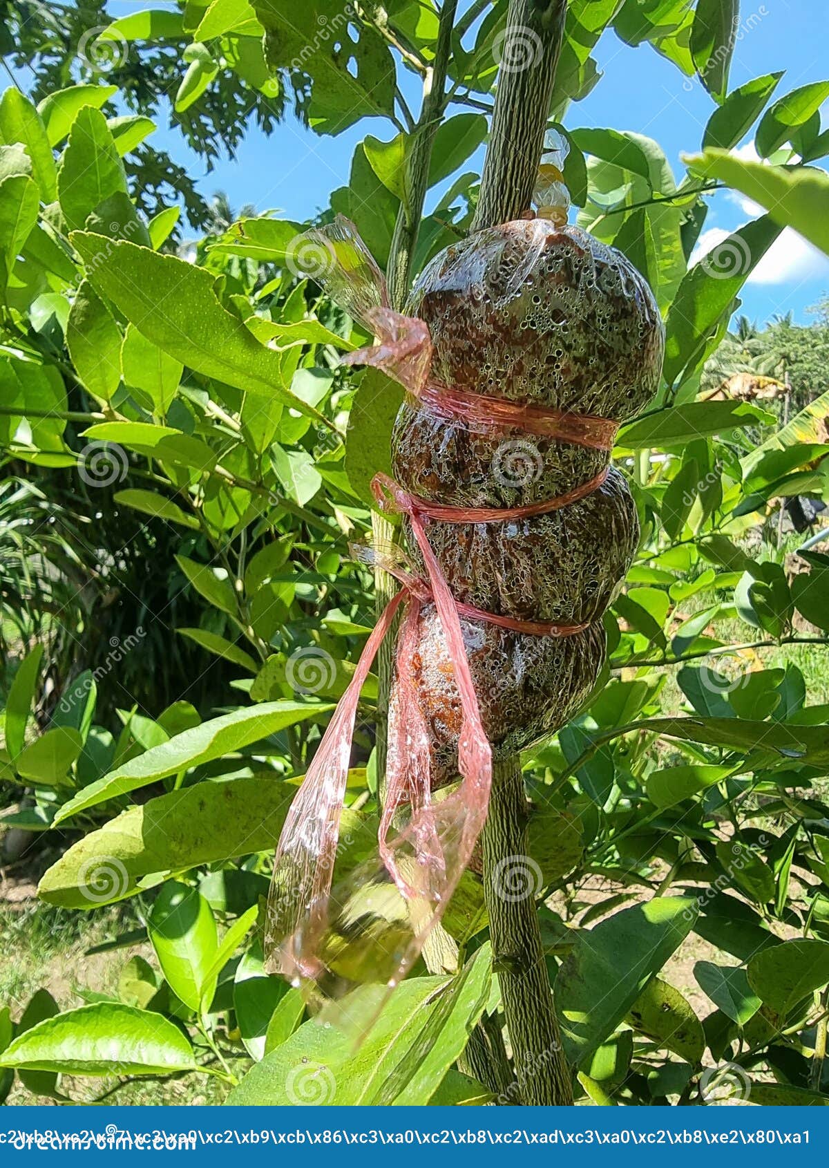 Planting Trees from Branches Using Coconut Shell Stock Image - Image of ...