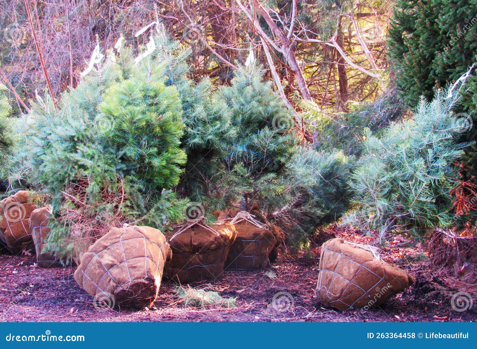 Planting trees stock photo. Image of christmas, autumn - 263364458