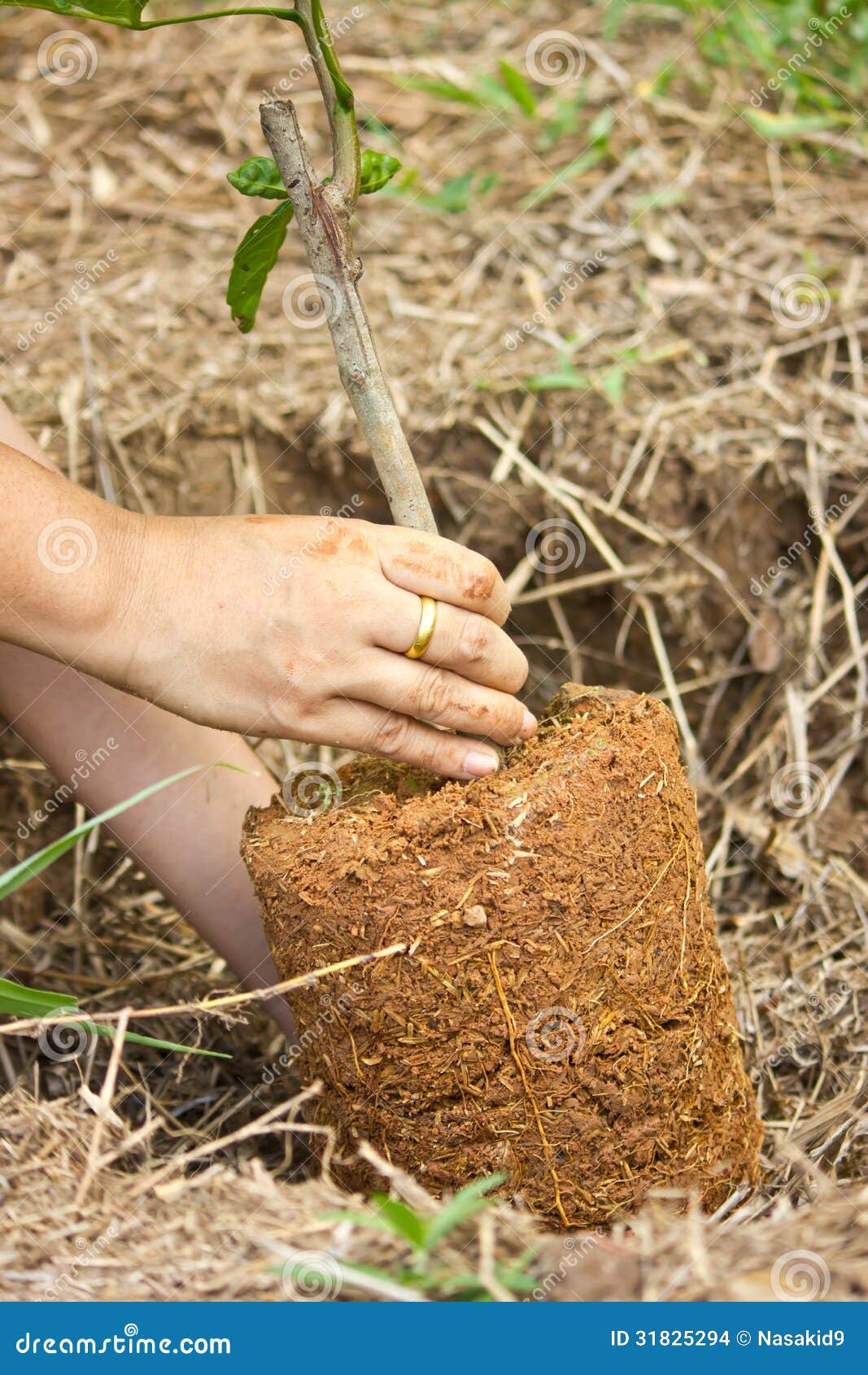 Planting trees stock photo. Image of forest, cherish - 31825294