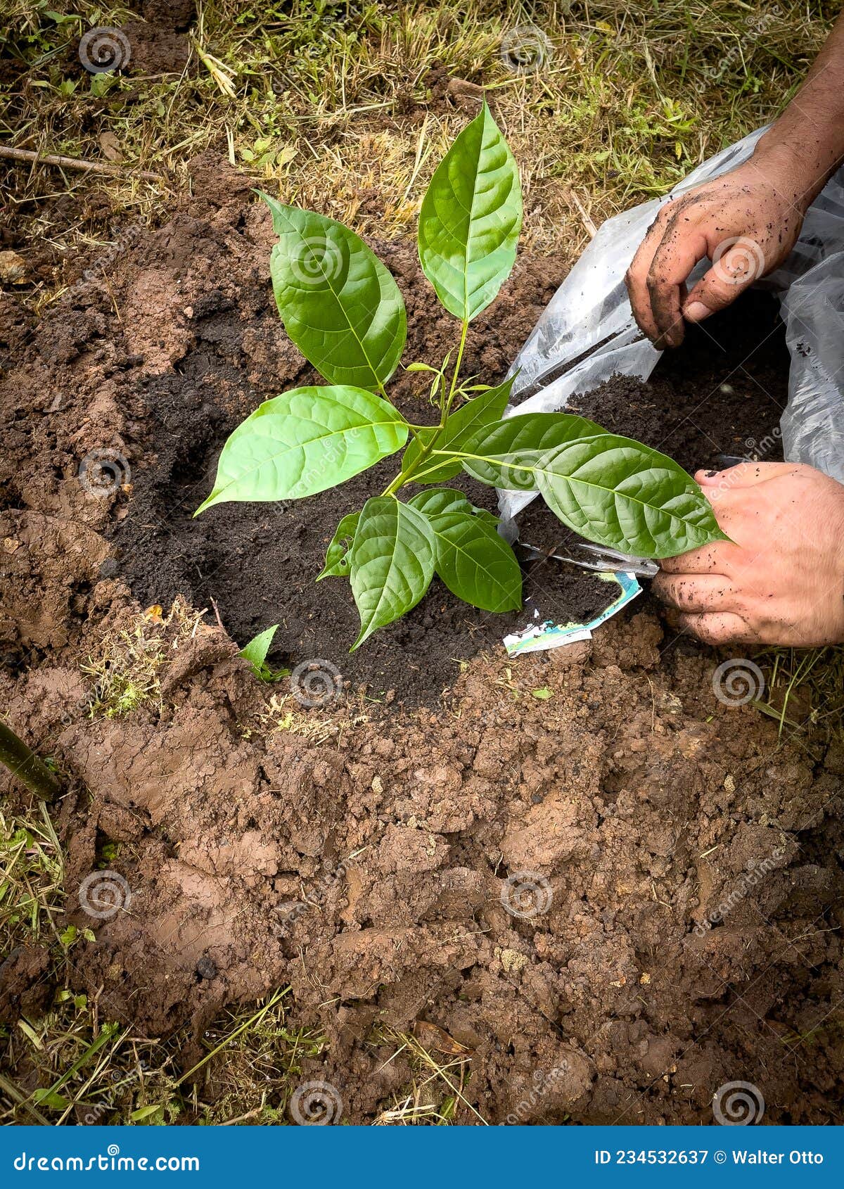 Planting Trees for the Good of the Environment Stock Image - Image of ...