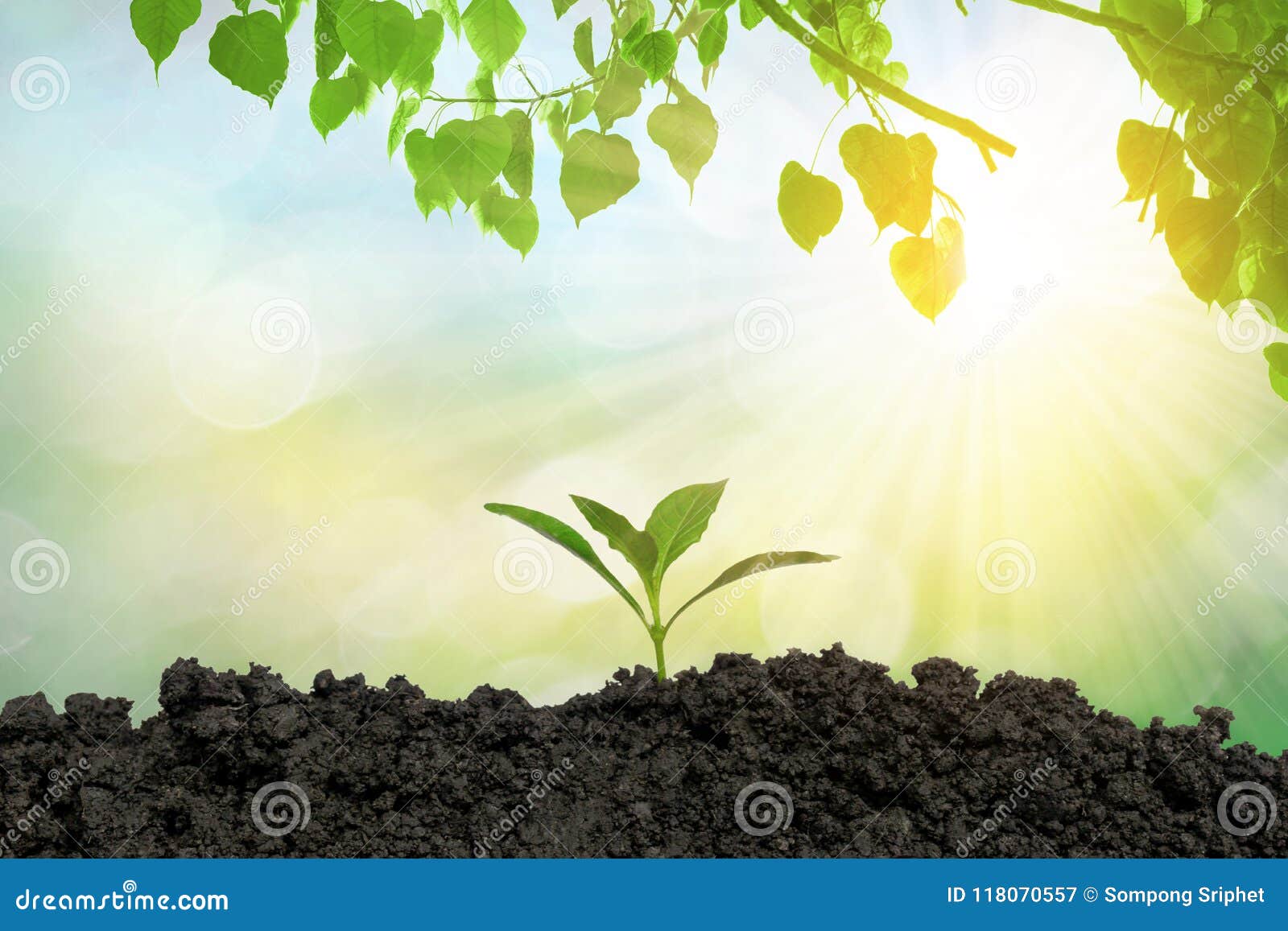 361,364 Ground Environment Photos - Free & Royalty-Free Stock Photos ...