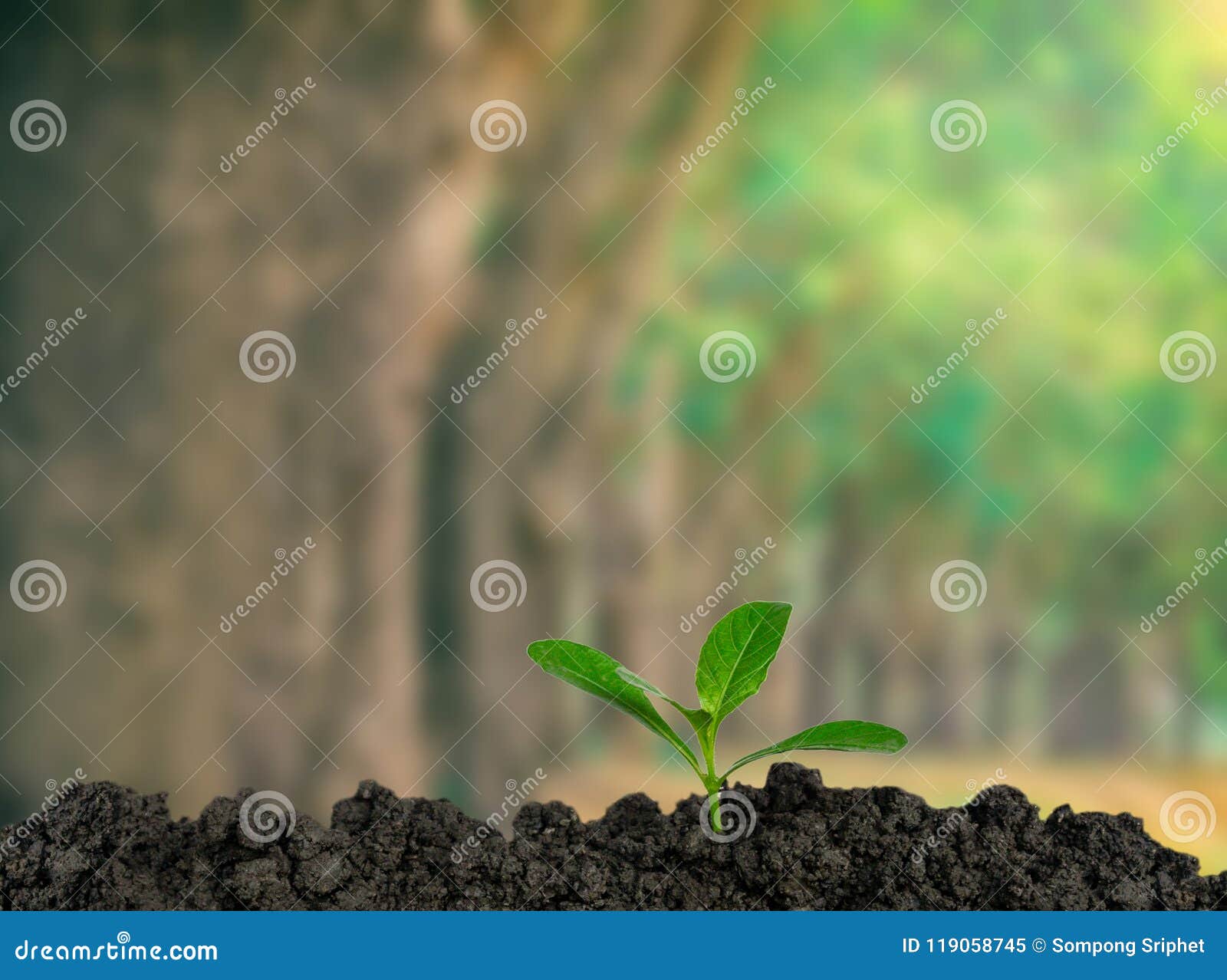 Planting Trees in the Ground the Environment Stock Image - Image of ...