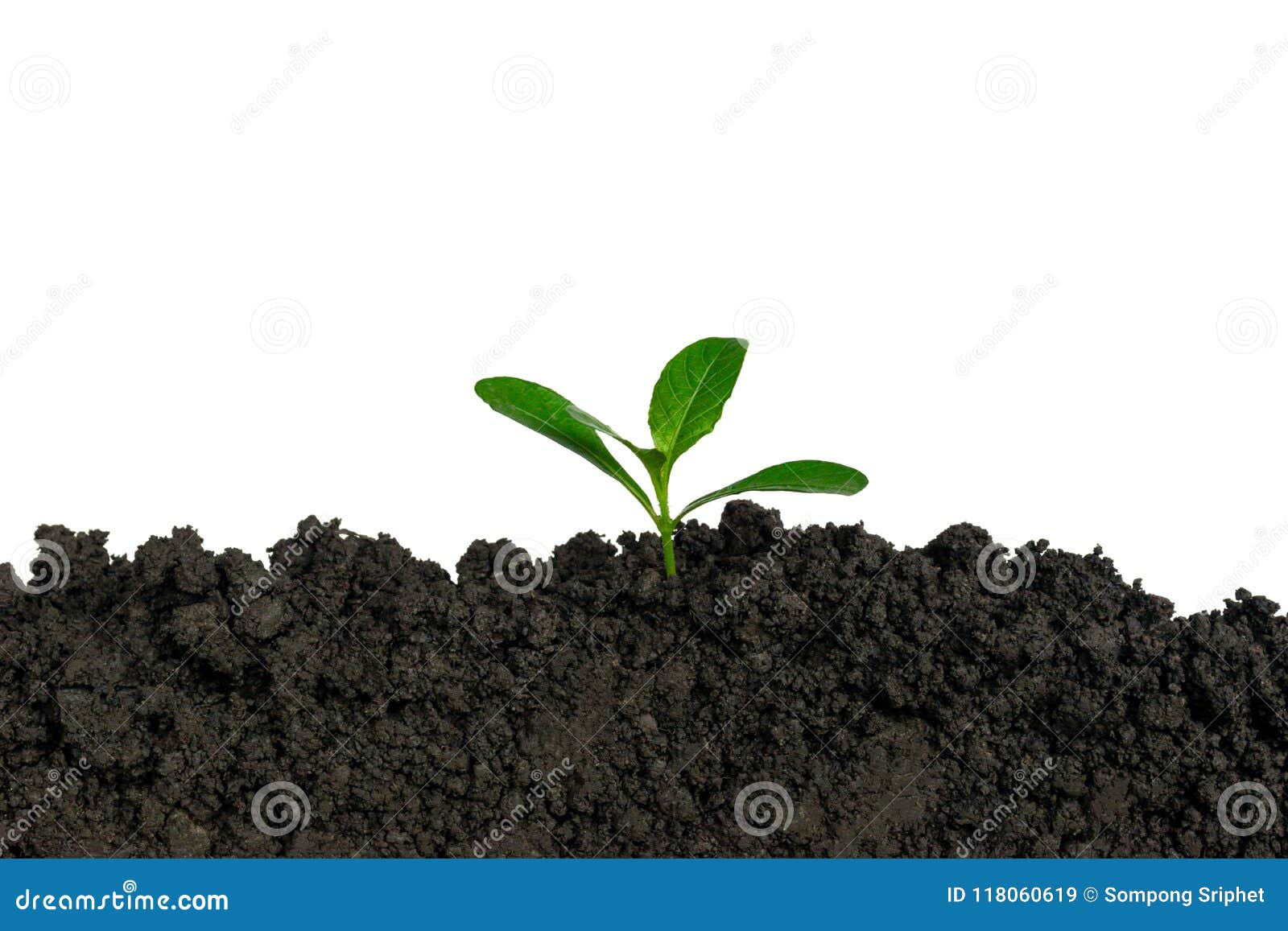 Planting Trees in the Ground the Environment and Ecology. Stock Image ...