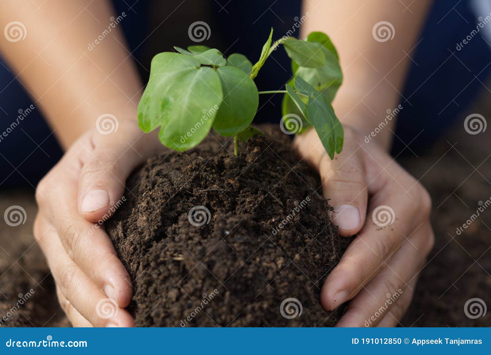 Planting Trees with 2 Hands Stock Photo - Image of grow, concept: 191012850