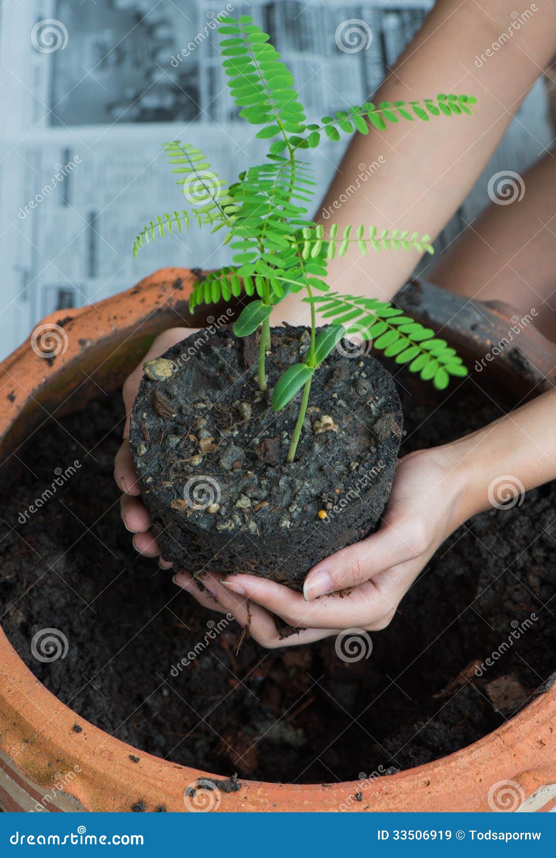 Planting trees at home stock image. Image of soil, earth - 33506919