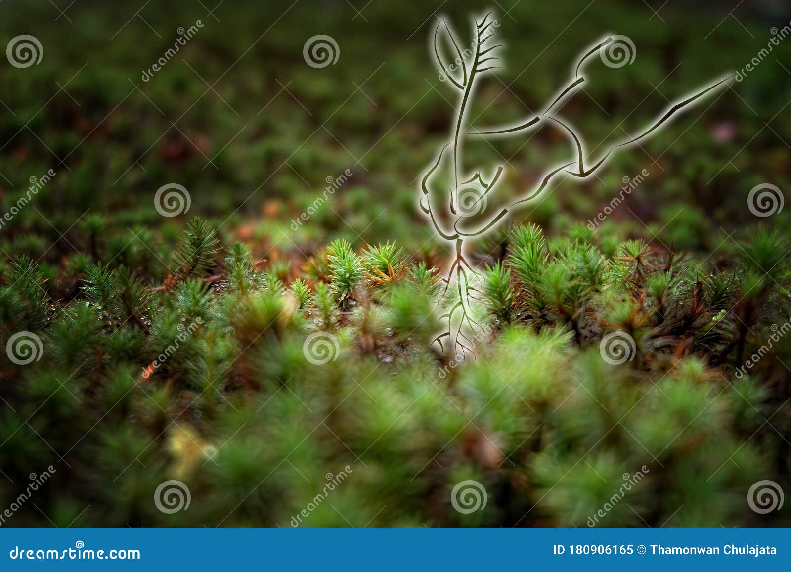 Planting Trees in the Meadow Stock Image - Image of hobby, landscape ...