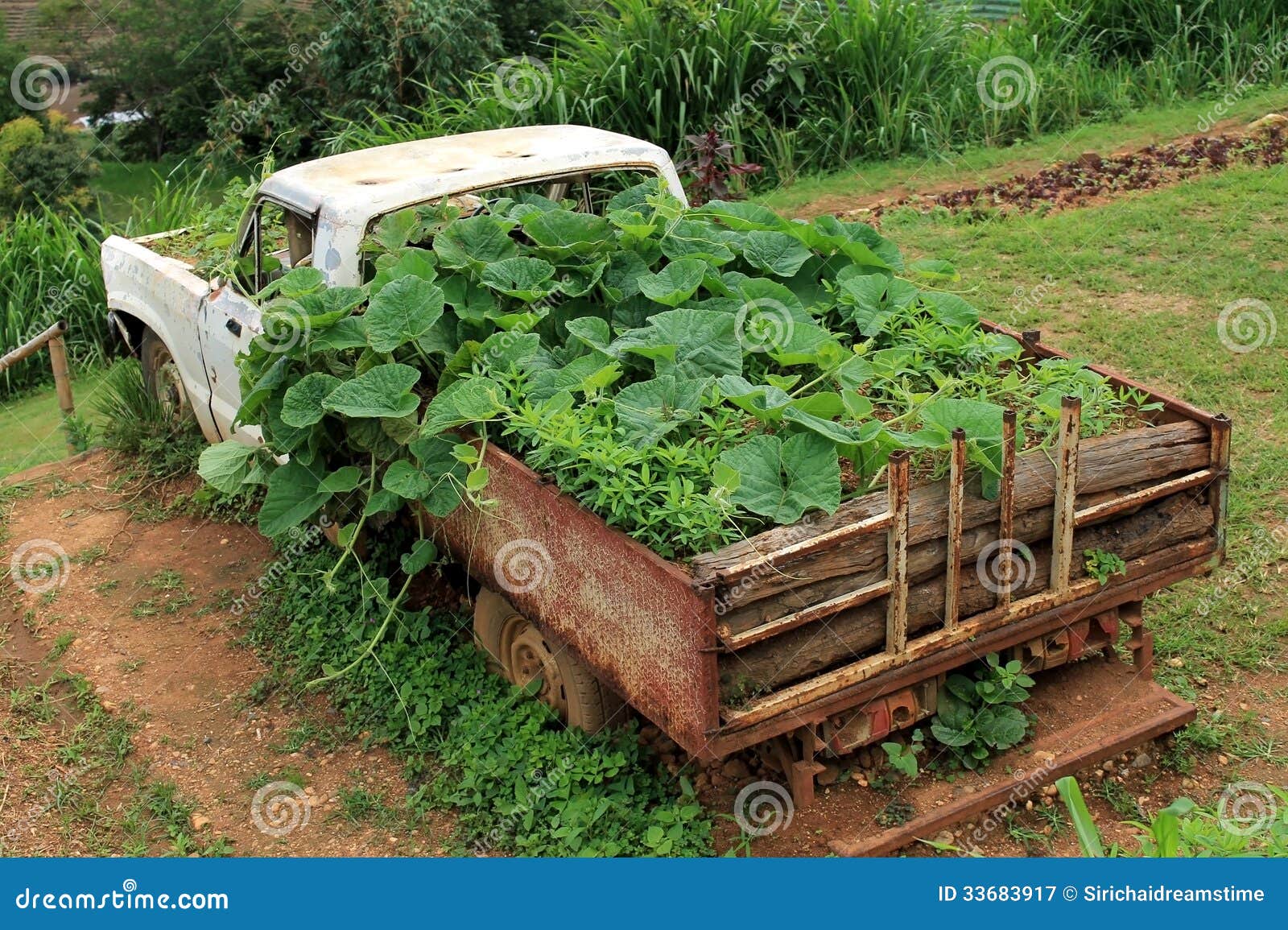 Planting Trees in the Old Car Stock Image - Image of park, mountains ...