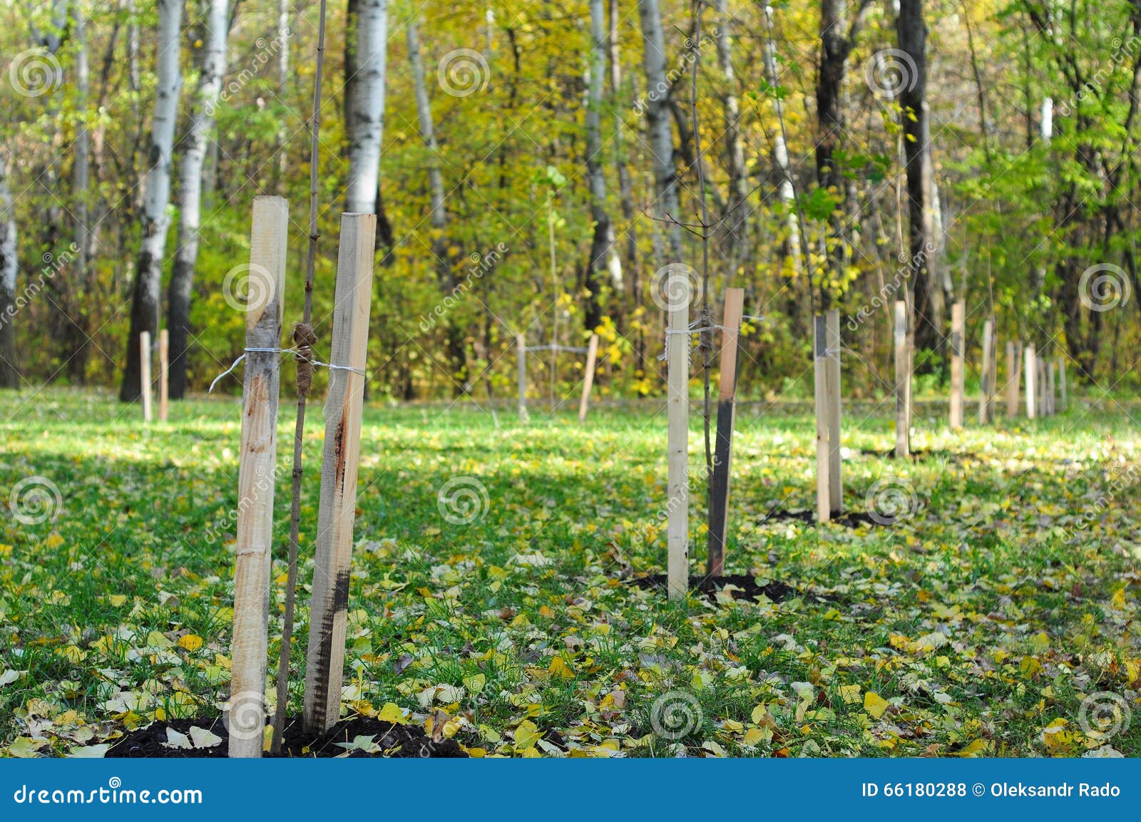 Planting Trees in the Park. Panting Trees for the Environment in Stock ...