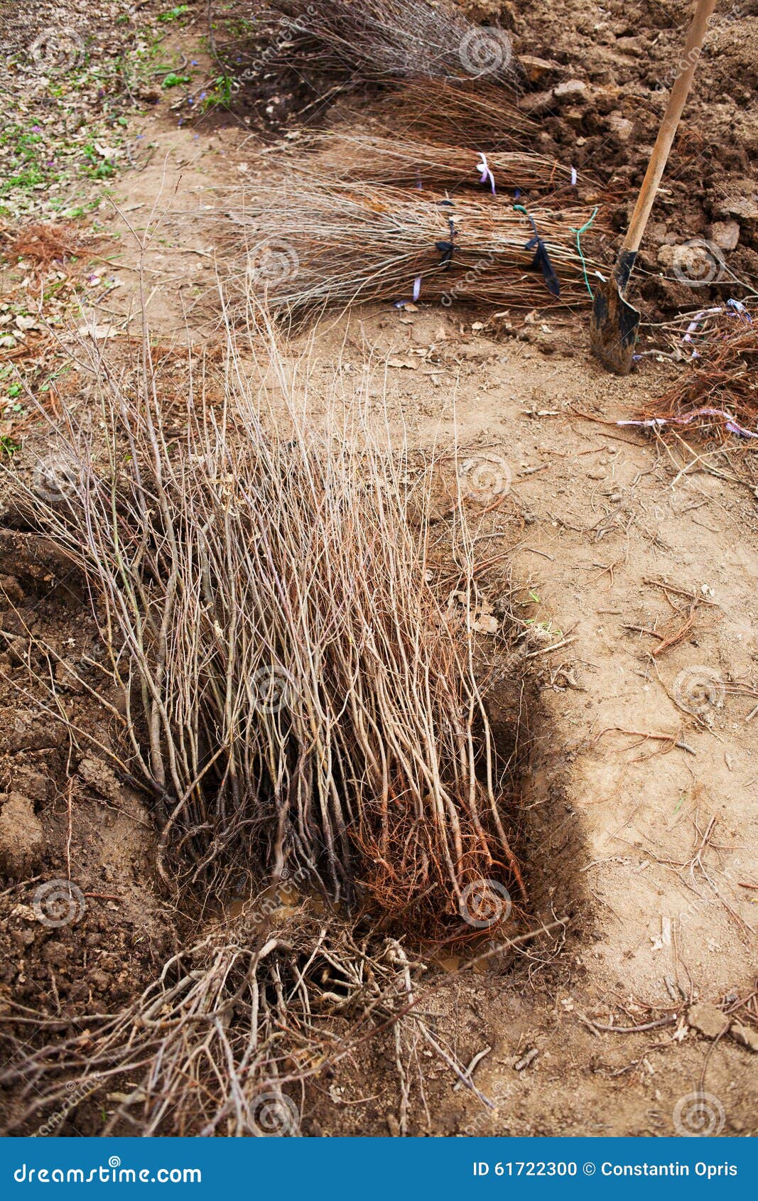 Planting trees stock photo. Image of stack, bundles, supply - 61722300