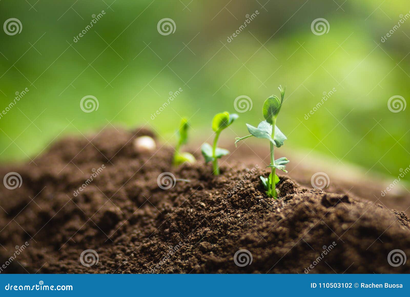 Seed Growing Into A Tree