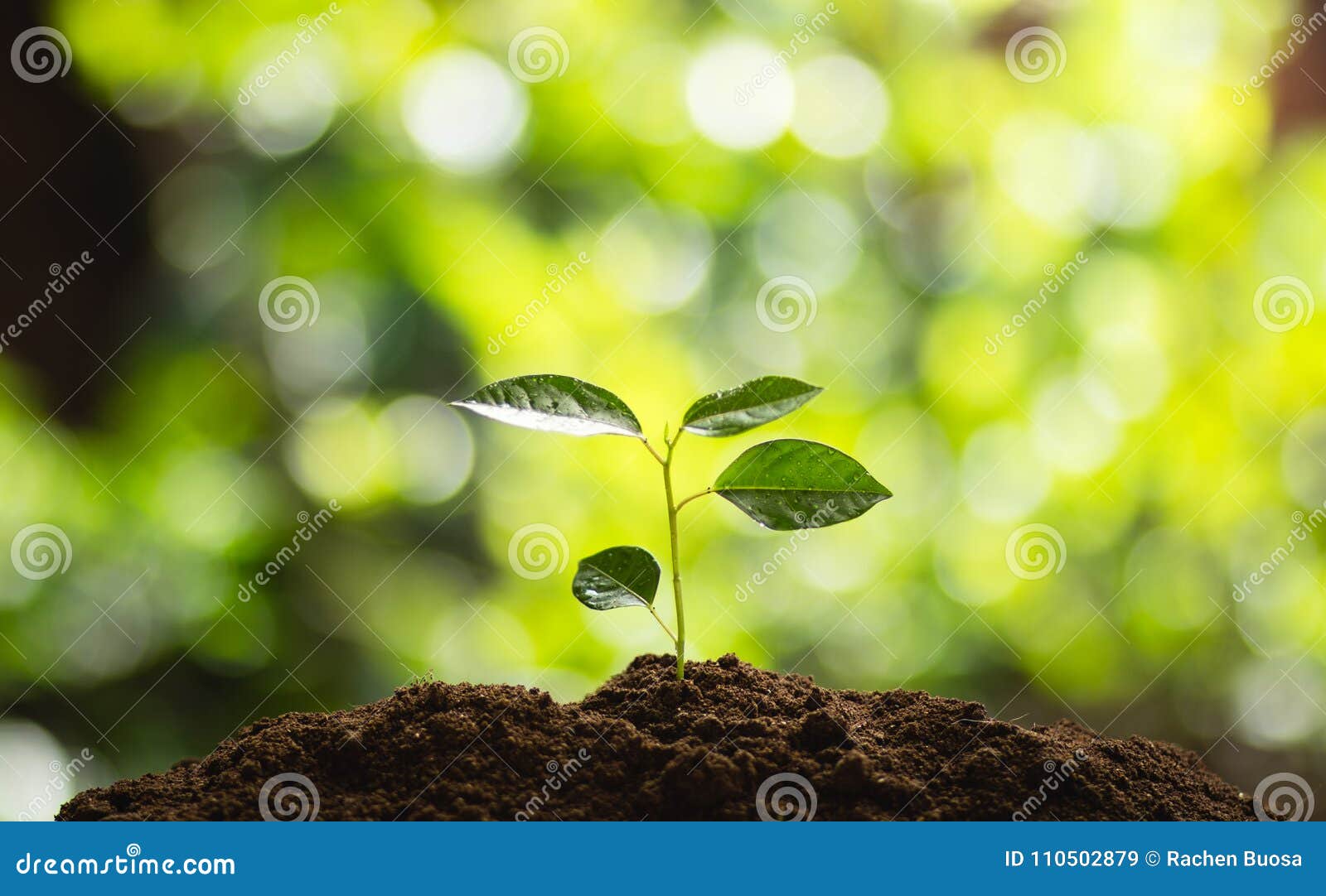 Planting Trees Tree Growth Seeding Fourth Step Seed Is A Tree. Royalty ...