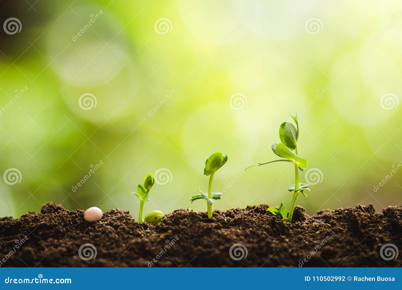 Planting Trees Tree Growth Seeding Fourth Step Seed is a Tree. Stock ...
